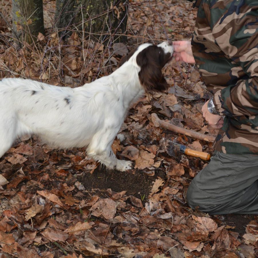 Truffle Search | Truffle Hunt & Tasting | Langhe Truffle