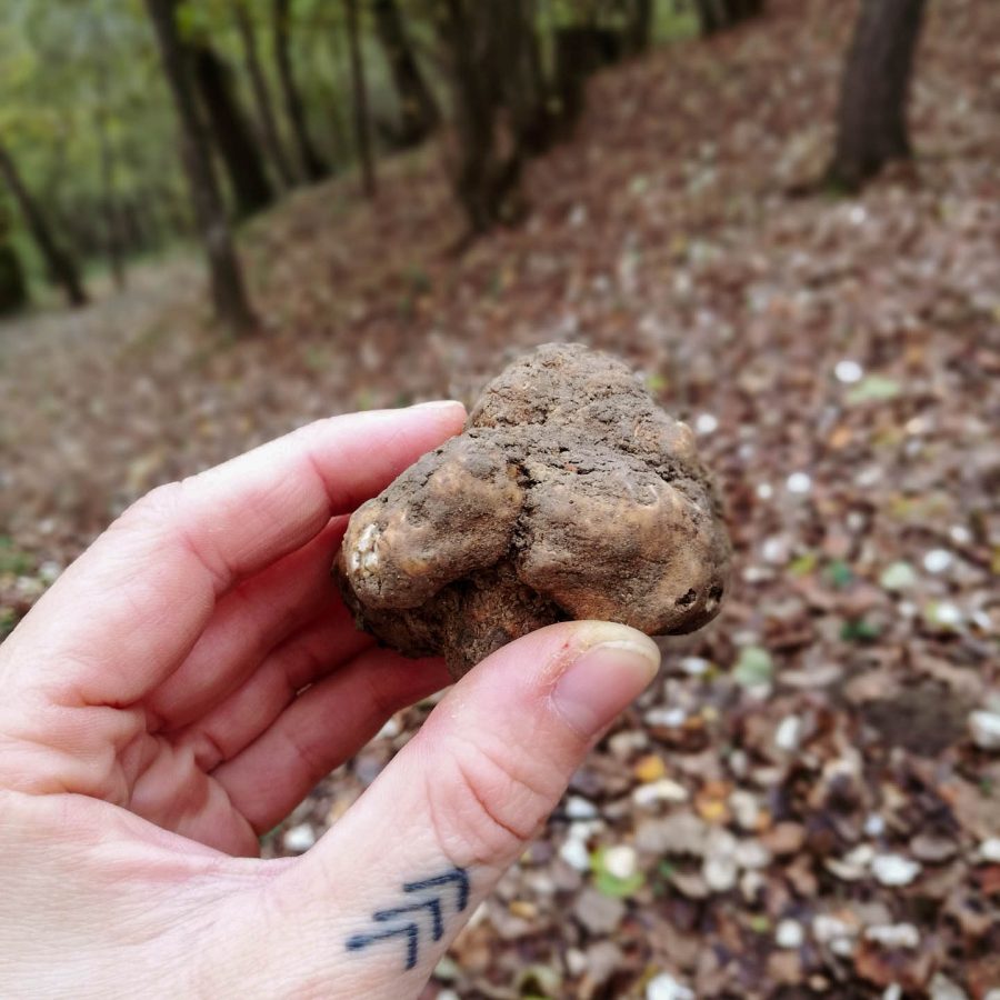 Truffle Search | Truffle Hunt & Tasting | Langhe Truffle