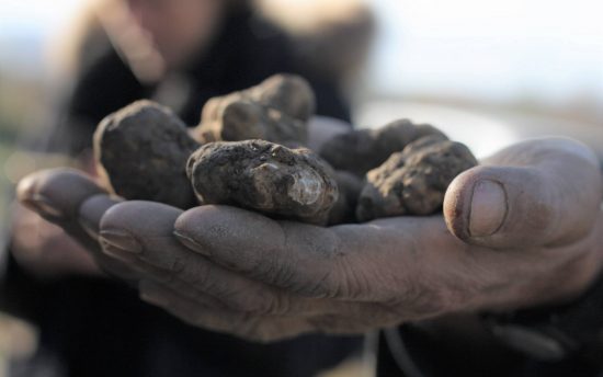 Truffle Search | Truffle Hunt & Tasting | Langhe Truffle
